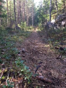 Vår - Helena Linder